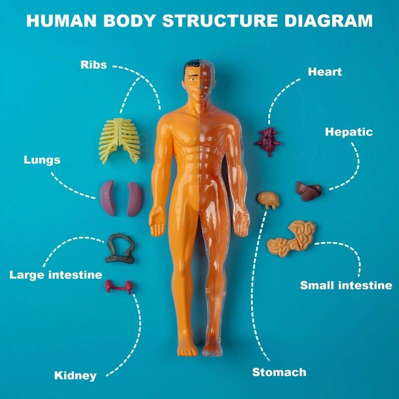 Detachable human model toy – cityheroz