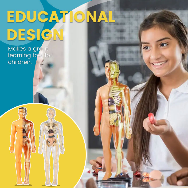 Detachable human model toy – cityheroz