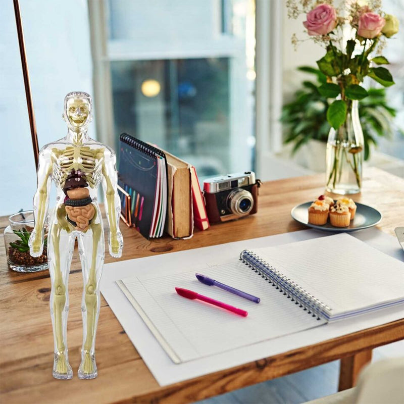 Detachable human model toy – cityheroz